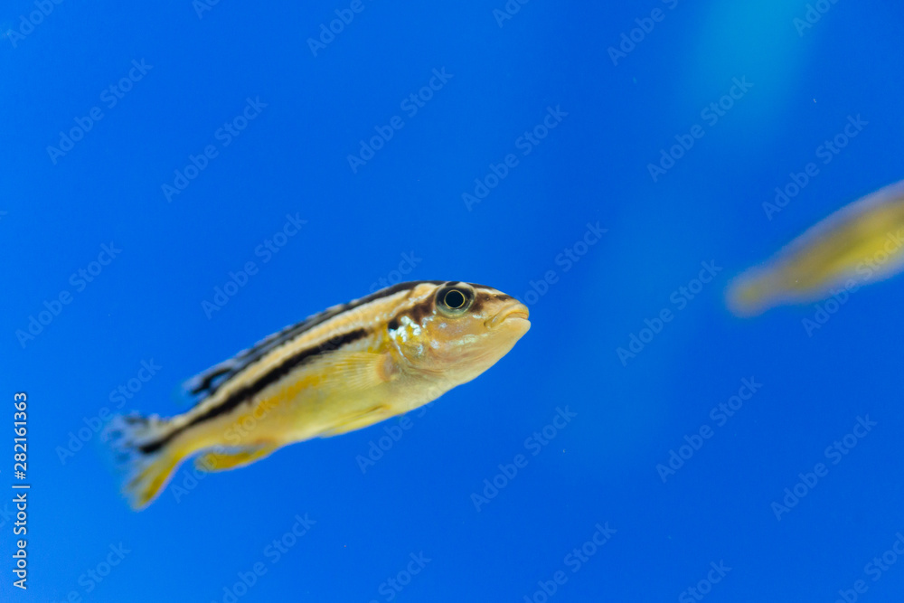 Auratus cichlid Melanochromis auratus golden mbuna aquarium fish Stock ...
