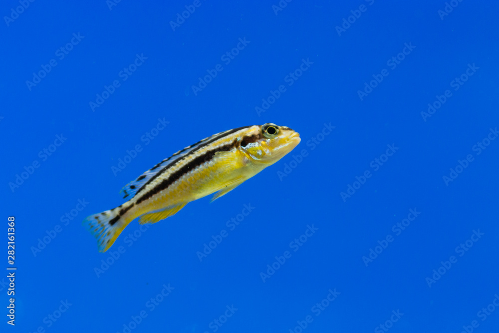 Auratus cichlid Melanochromis auratus golden mbuna aquarium fish Stock ...
