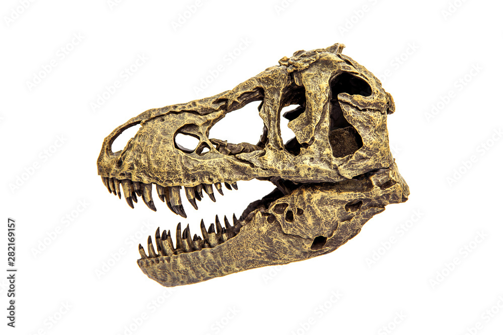 Fossil Bone Skull and Jaws of Tyrannosaurus rex ( T-rex ). isolated on ...