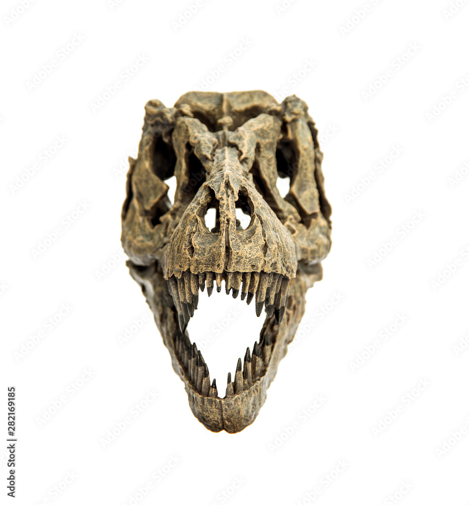 Front of Fossil Bone Skull and Jaws of Tyrannosaurus rex ( T-rex ...