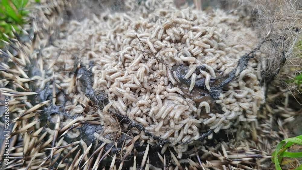 Larvae on the decaying remains of a hedgehog. Worms eat a corpse ...