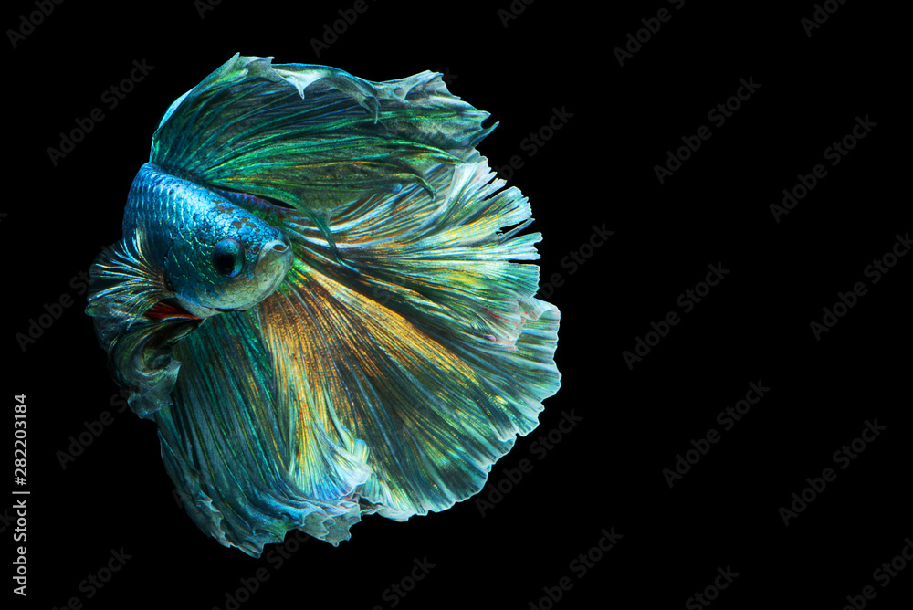 Green Halfmoon Betta