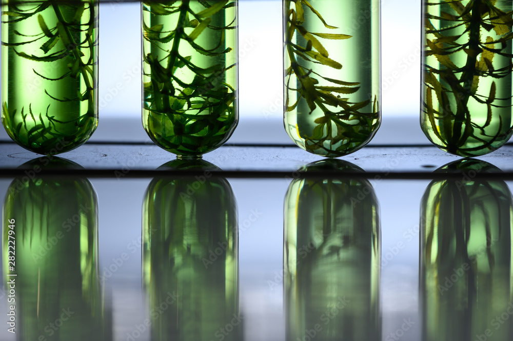algae biofuel tube in biotech laboratory, Photobioreactor in lab algae ...