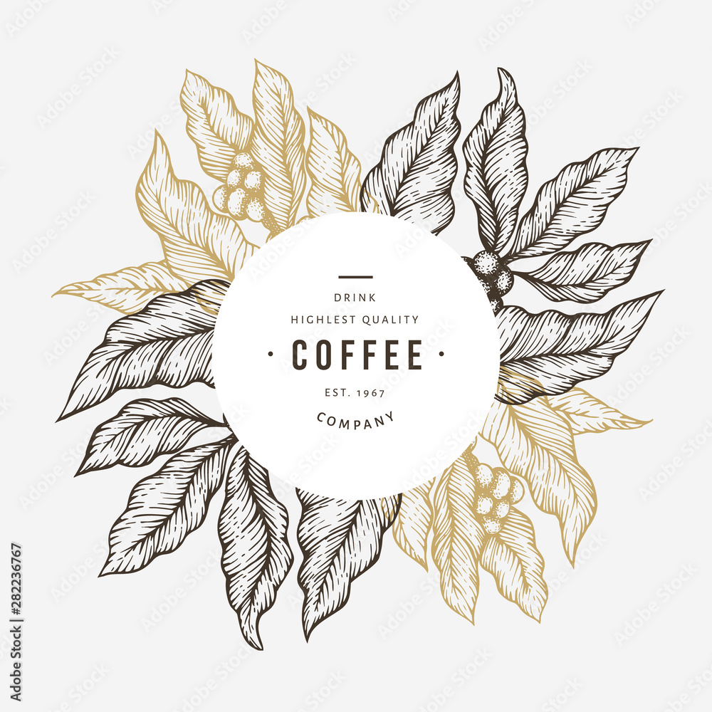 Coffee tree branch vector illustration. Vintage coffee background. Hand ...