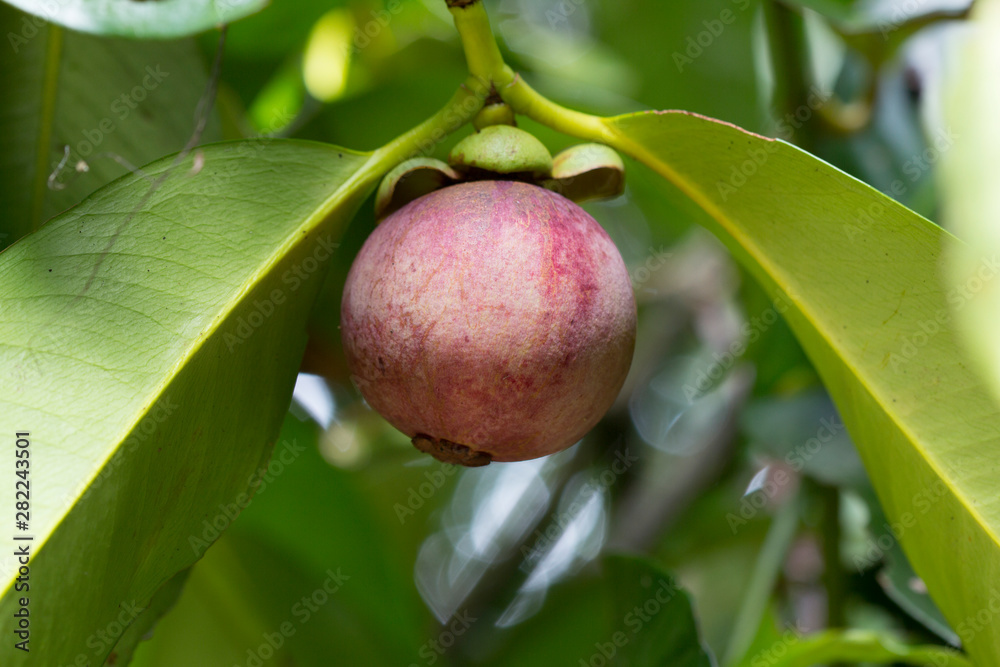 Mangosteen fruit on tree in Thailand garden. The mangosteen fruit is ...