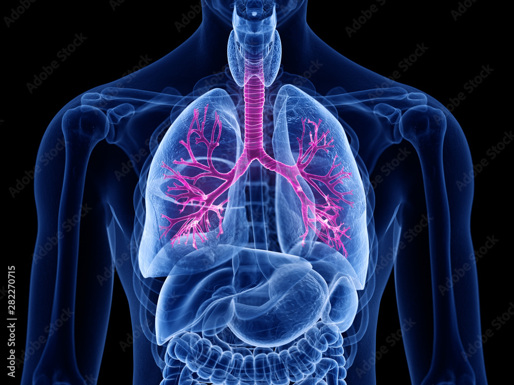 3d rendered medically accurate illustration of the bronchi Stock ...
