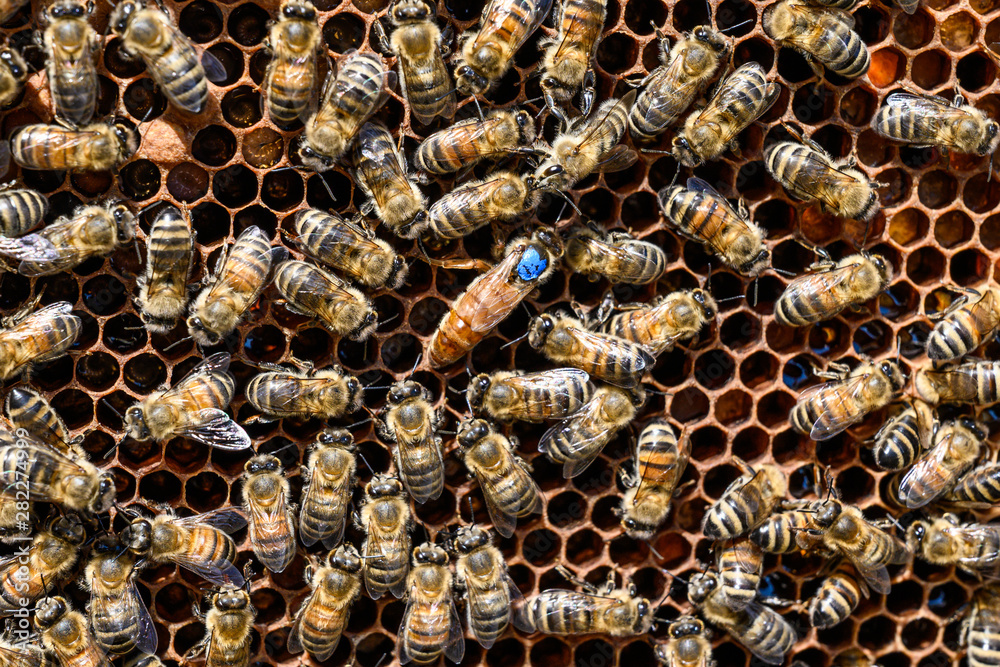 blue mark queen Bee working Honey bees beehive Wax Frame beekeeping ...