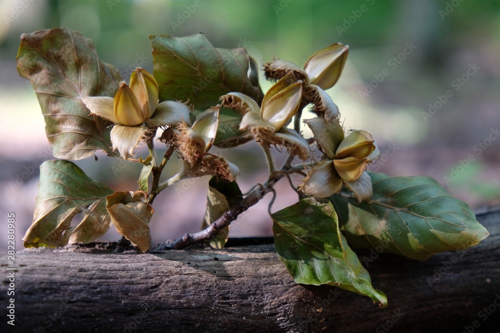 Twig with fruits of the beech tree (fagus), known as beechnuts or mast ...