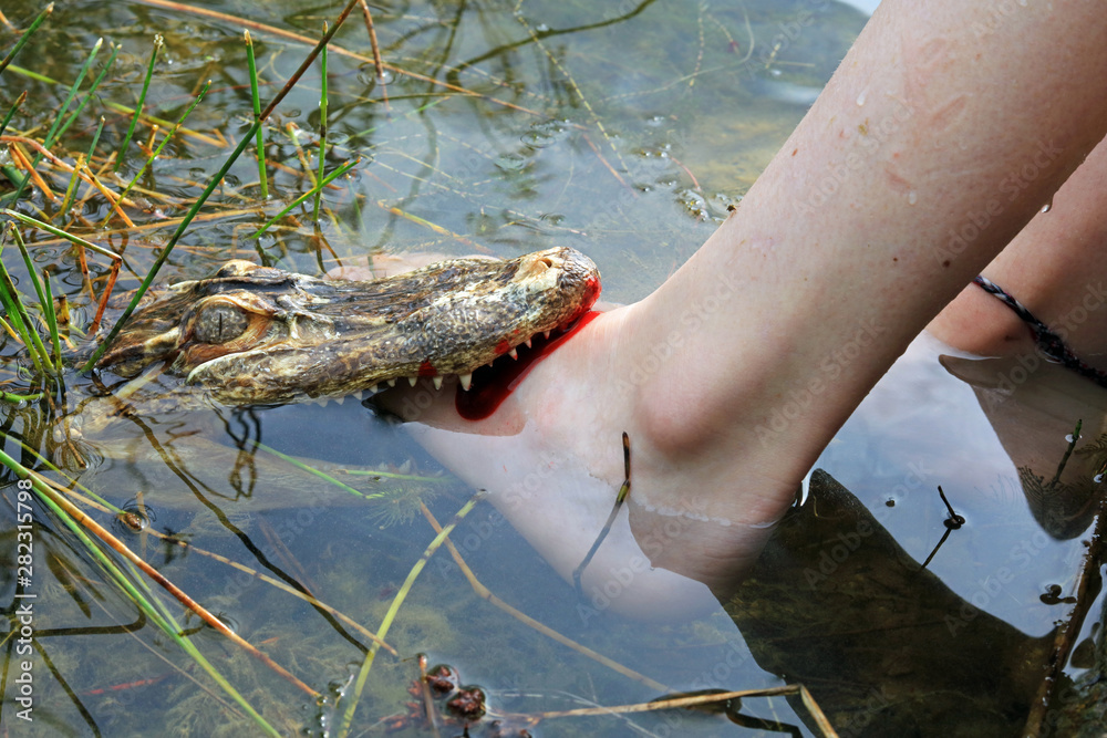 Small Alligator Attacking A Foot In Shallow Water. Stock Photo | Adobe ...