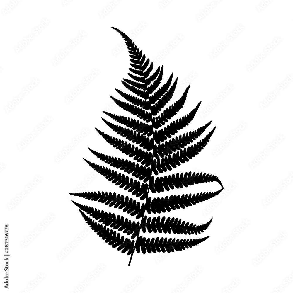 Fern Leaf Vector