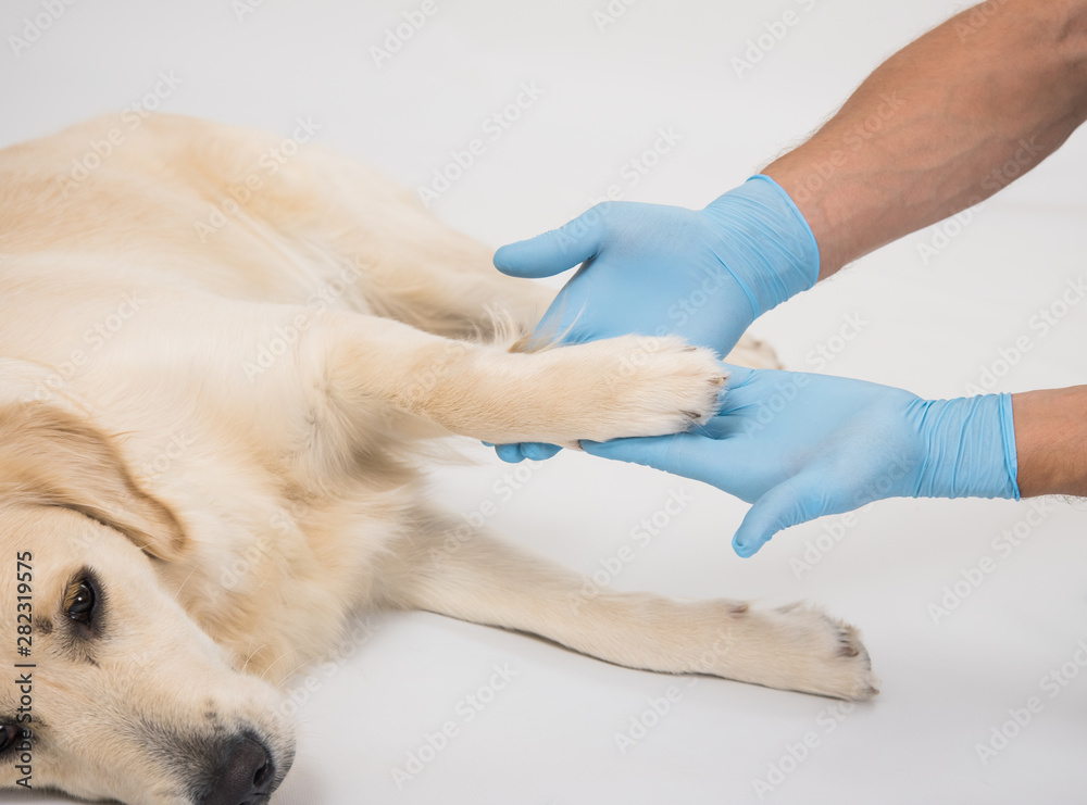 Medical examination of a white dog with hands in gloves on white ...