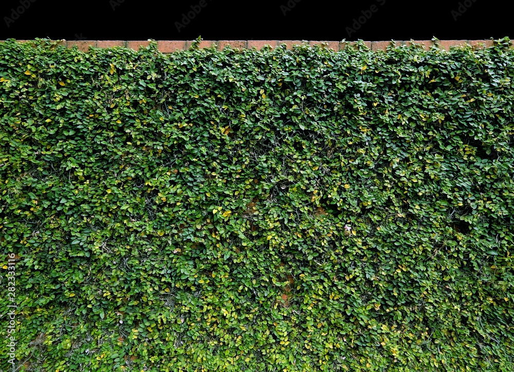 long and green hedge with creeping fig vine cover all of the area. the ...