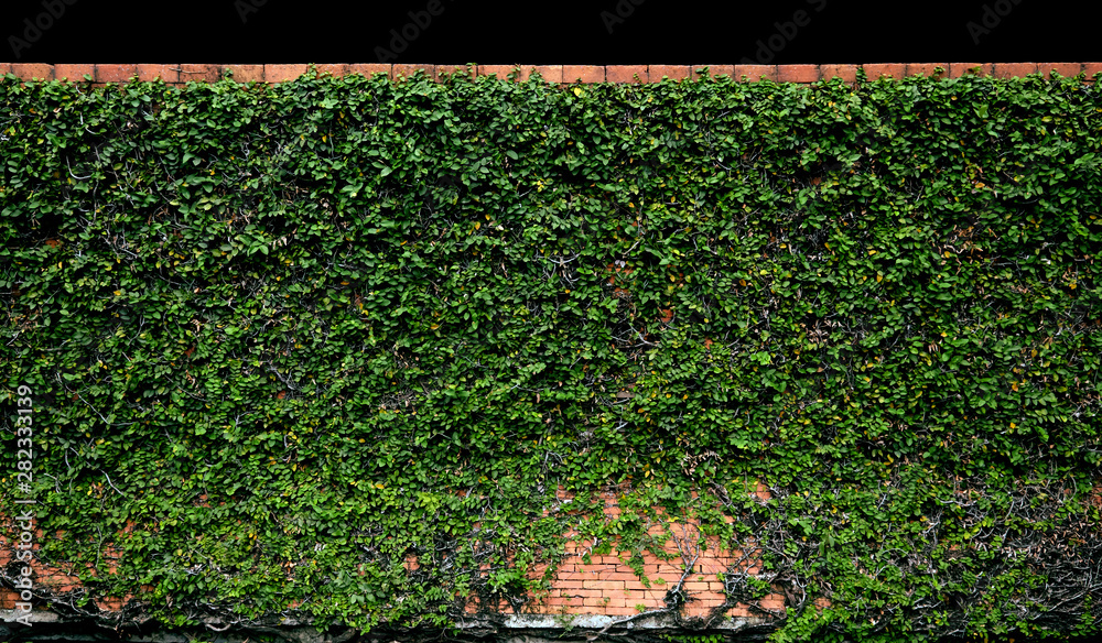 long hedge with creeping fig vine cover all of area. the upper part ...