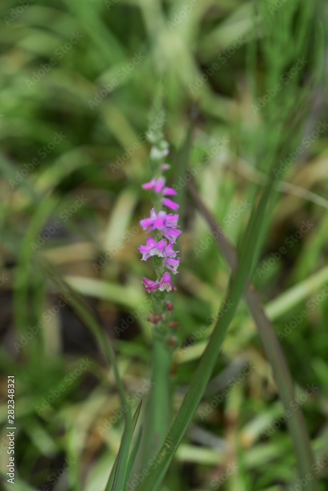 Ladies' tresses (Screw flower) makes a pink spiral floret bloom at a ...