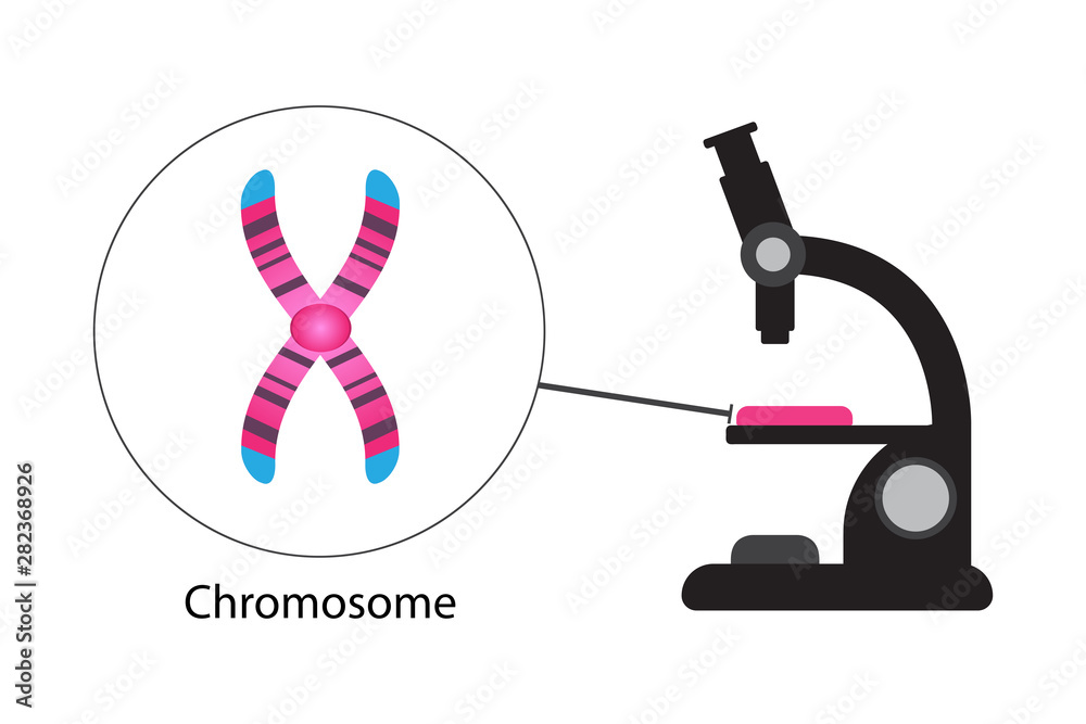 Vector illustration image of Chromosome under microscope Stock Vector ...