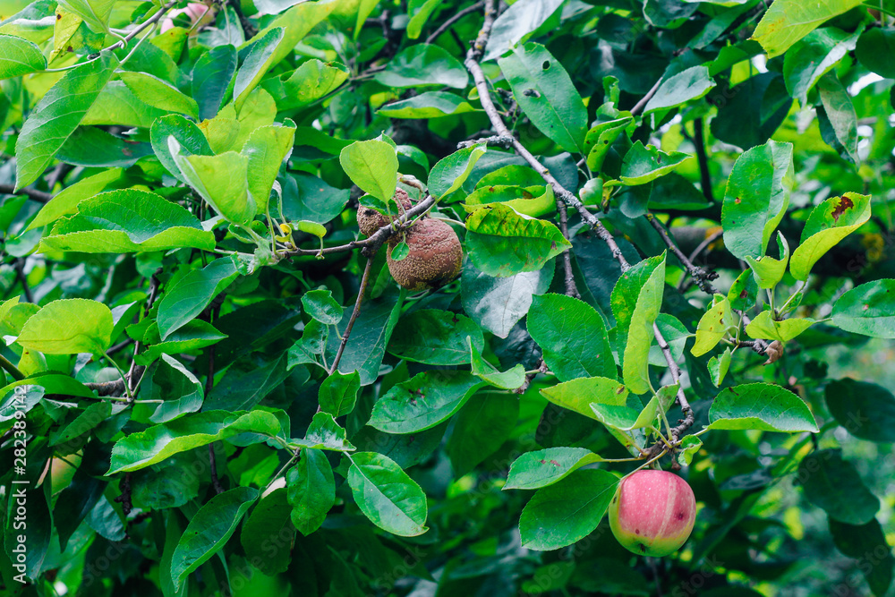Monilinia fructigena. A sick apple with obvious signs of lesion growing ...
