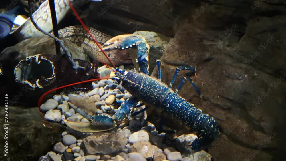 Moray eel or Muraenidae is attacked by a blue lobster, scientifically ...