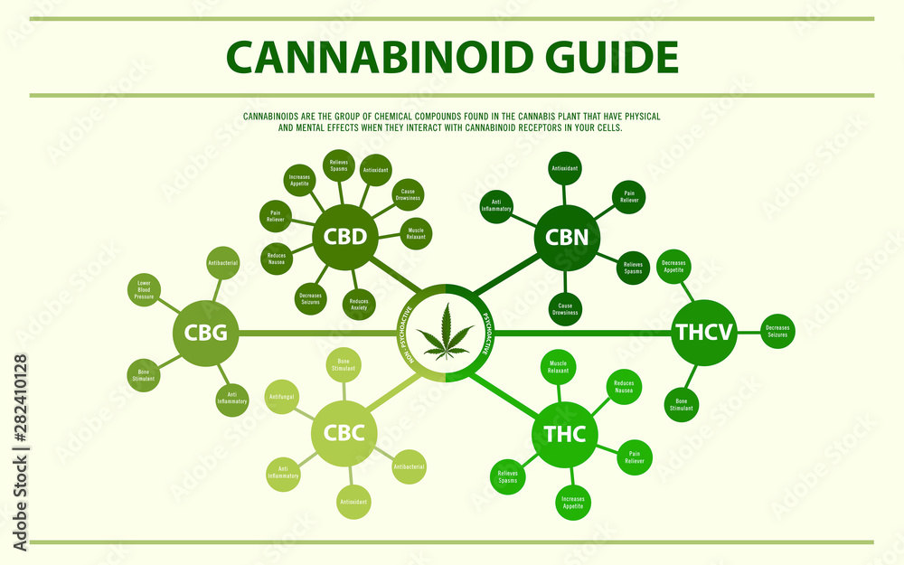 Cannabinoid Guide horizontal infographic illustration about cannabis as ...