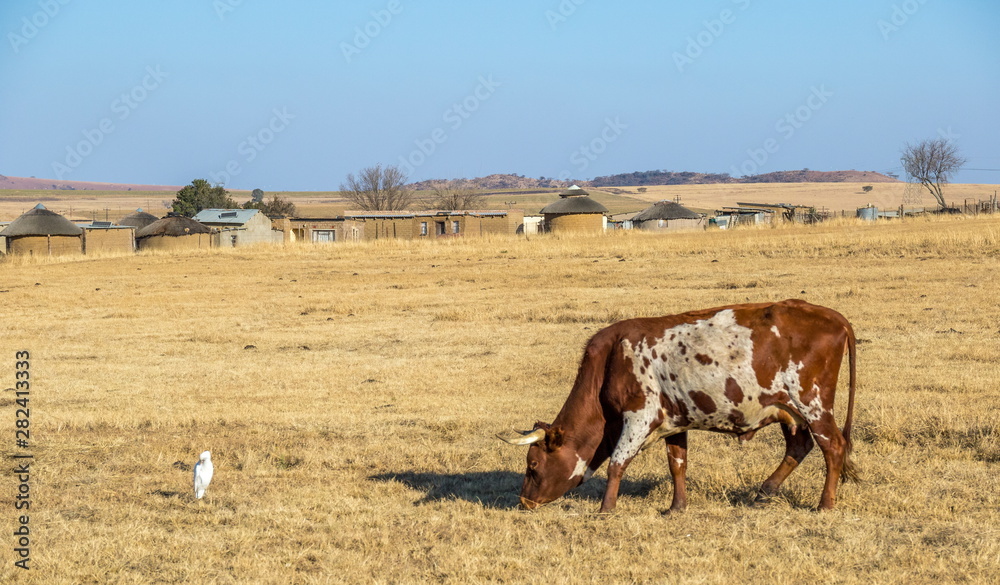 Traditional African landscape scene with a feeding Nguni cow and a ...