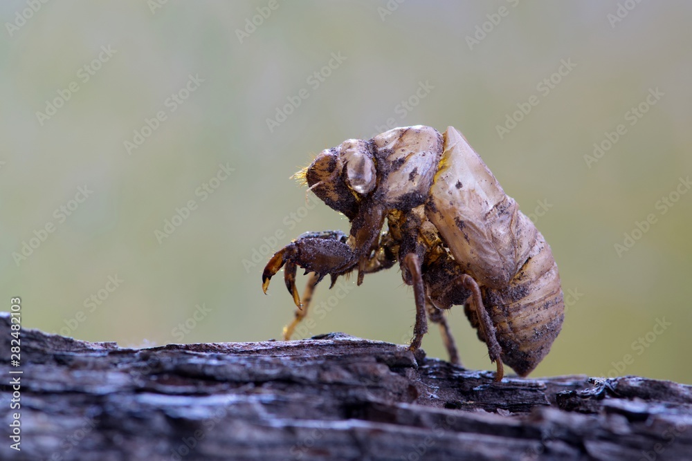 An empty Cicada husk attached to tree bark, emphasizing the light and ...