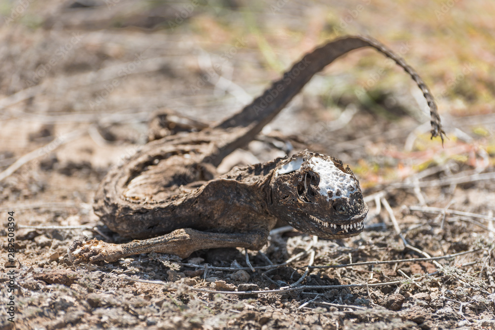 Dead and rotting Land Iguana (Conolophus Subcristatus), South Plaza ...