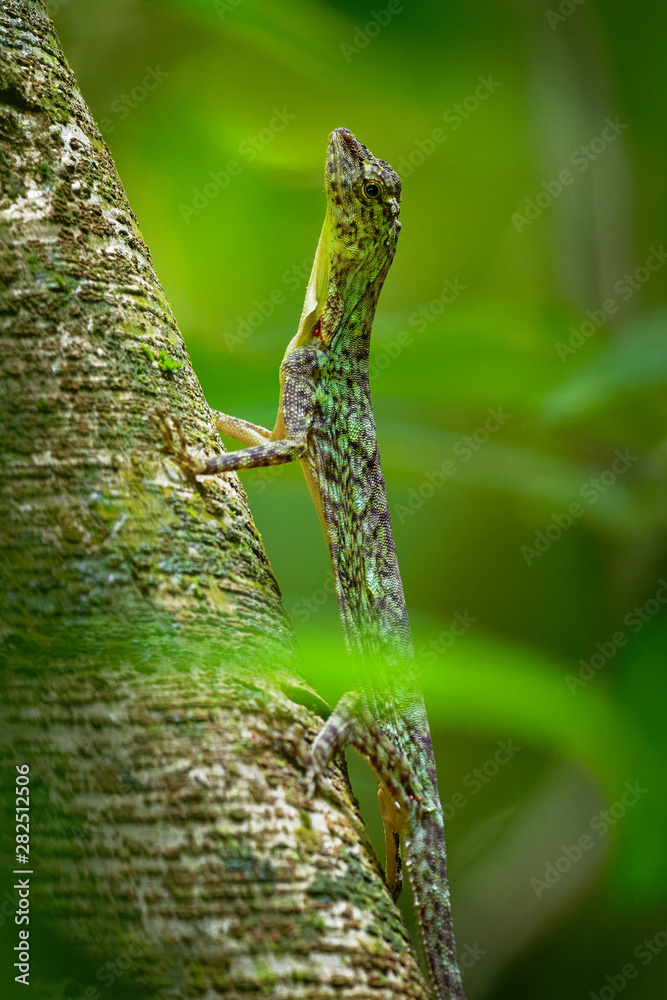 Barred gliding lizard - Draco taeniopterus - Draco is a genus of agamid ...