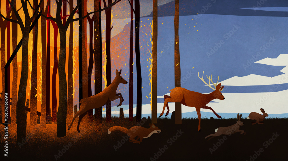 Stockfoto Forest animals running from forest fire at night | Adobe Stock