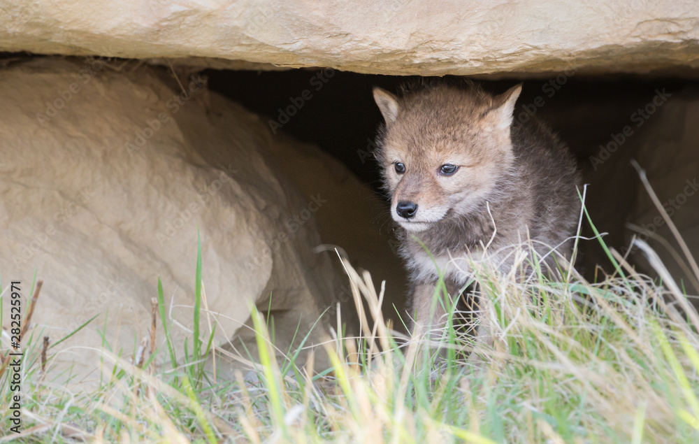Coyote In Its Den