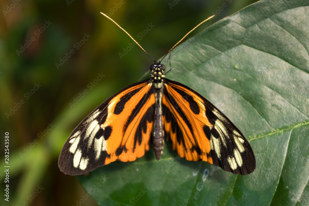 Orange Heliconius