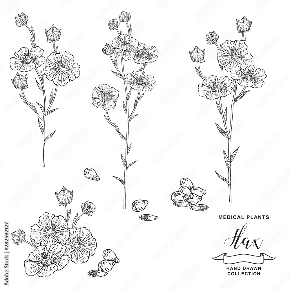 Flax plant. Hand drawn flowers, branches and seeds of flax. Medical ...