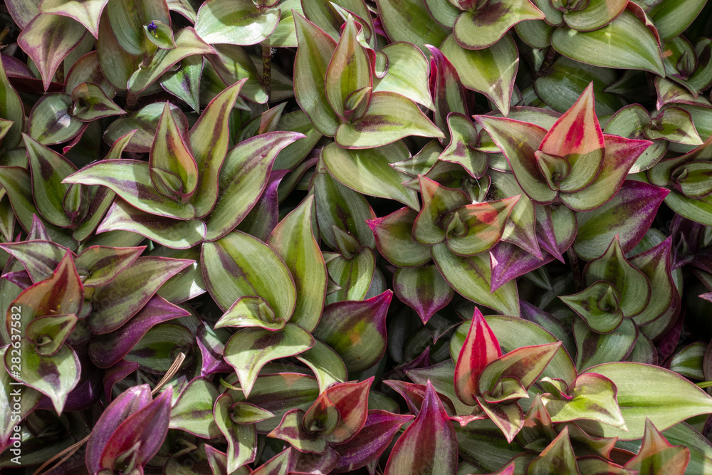 Foto de Fondo de plantas con hojas bicolores verde y violeta llamada ...