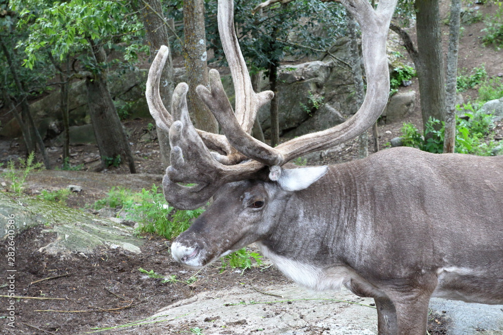 Skansen: the first of Sweden's open-air museums and zoos Stock Photo ...