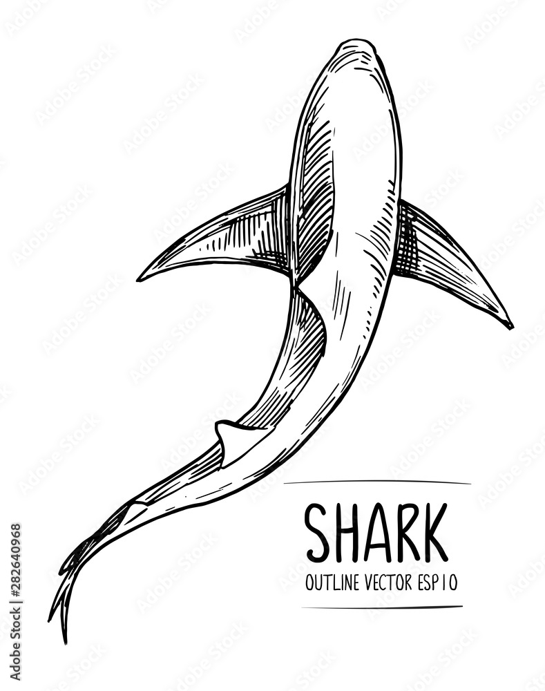 Sketch of shark. Hand drawn illustration converted to vector. Outline ...