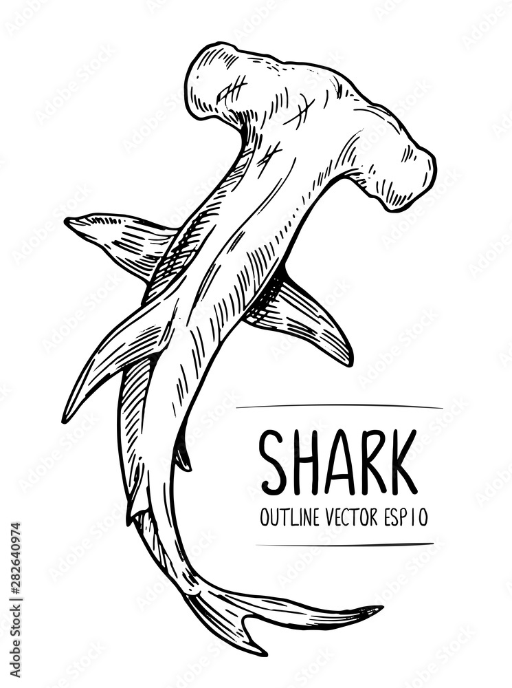 Sketch of shark. Hand drawn illustration converted to vector. Outline ...