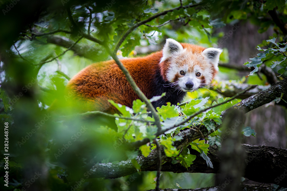 panda red Stock Photo | Adobe Stock