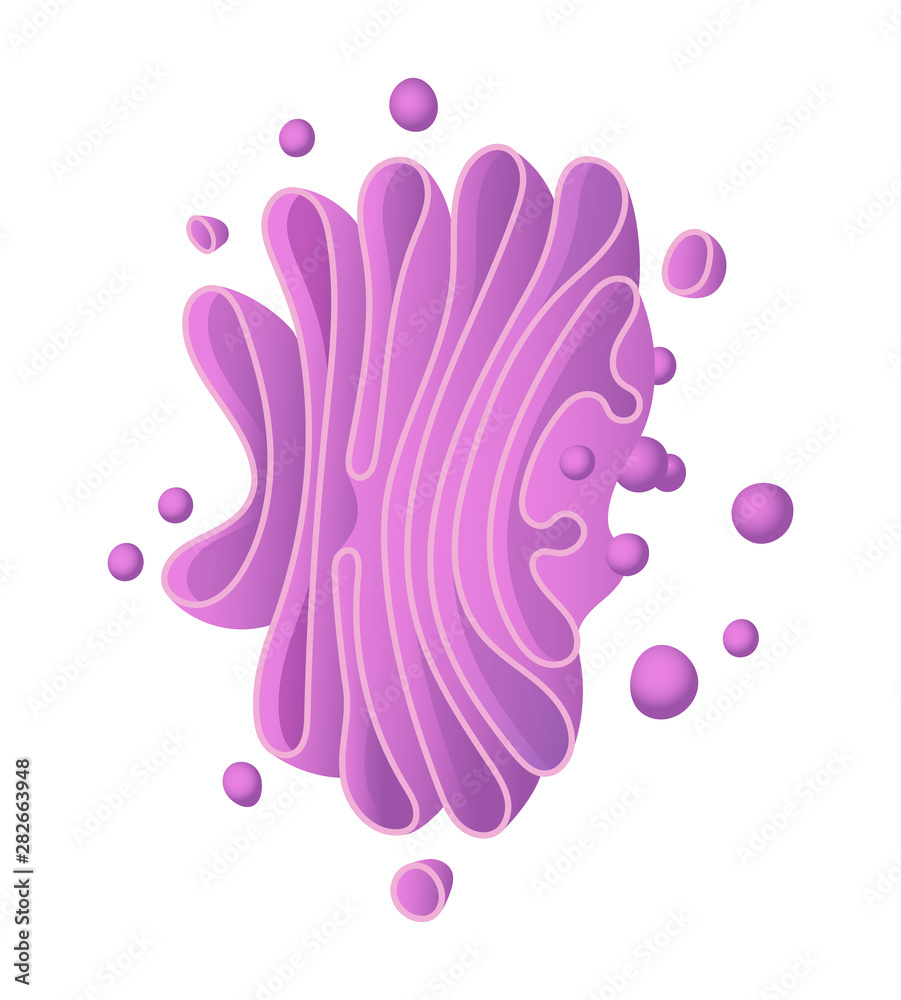 Purple Golgi apparatus structure. Vector Illustration Stock Vector ...