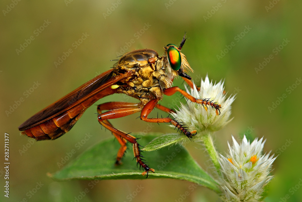 The Asilidae are the robber fly family, also called assassin flies ...