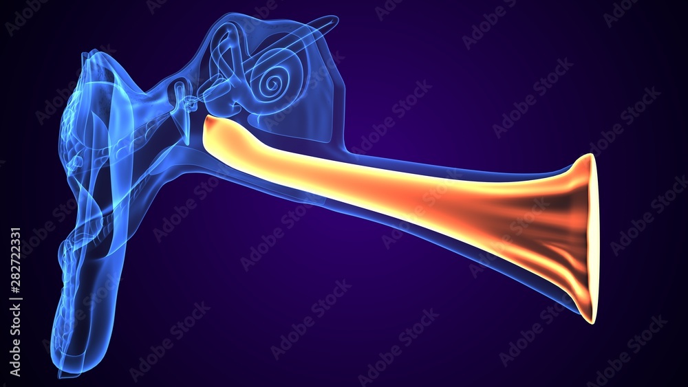 3d Human ear structure medical educational science illustration. Ear ... 3d Human ear structure medical educational science illustration. Ear ...