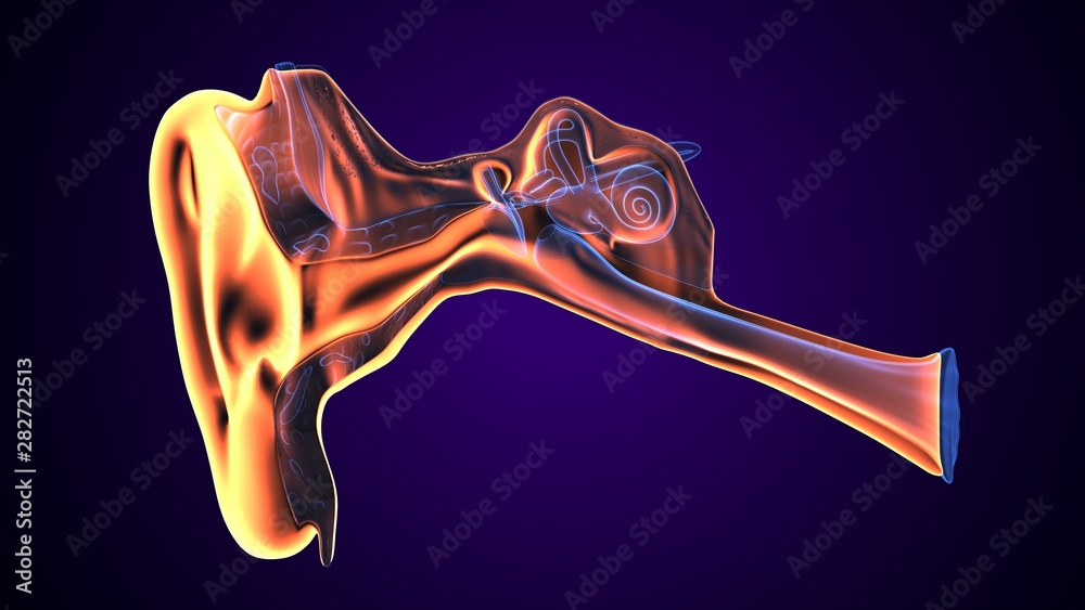 3d Illustration Of Human Body Ear Anatomy Stock Illustration Adobe Stock