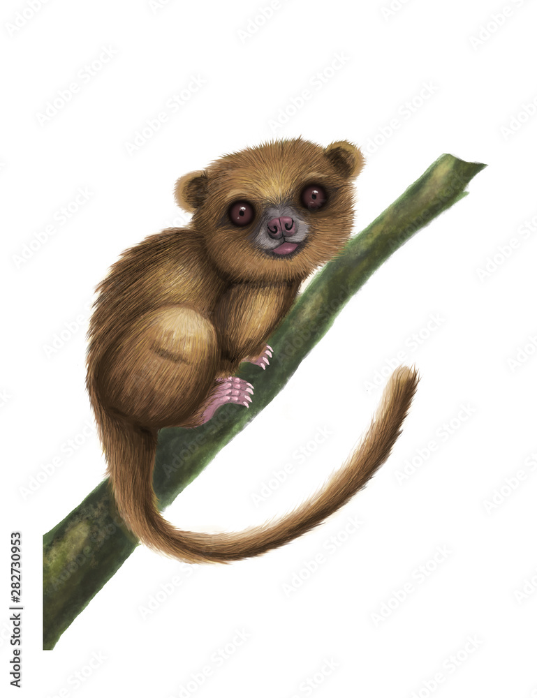 Ilustración de un olinguito, mamífero des cubierto en los últimos años ...