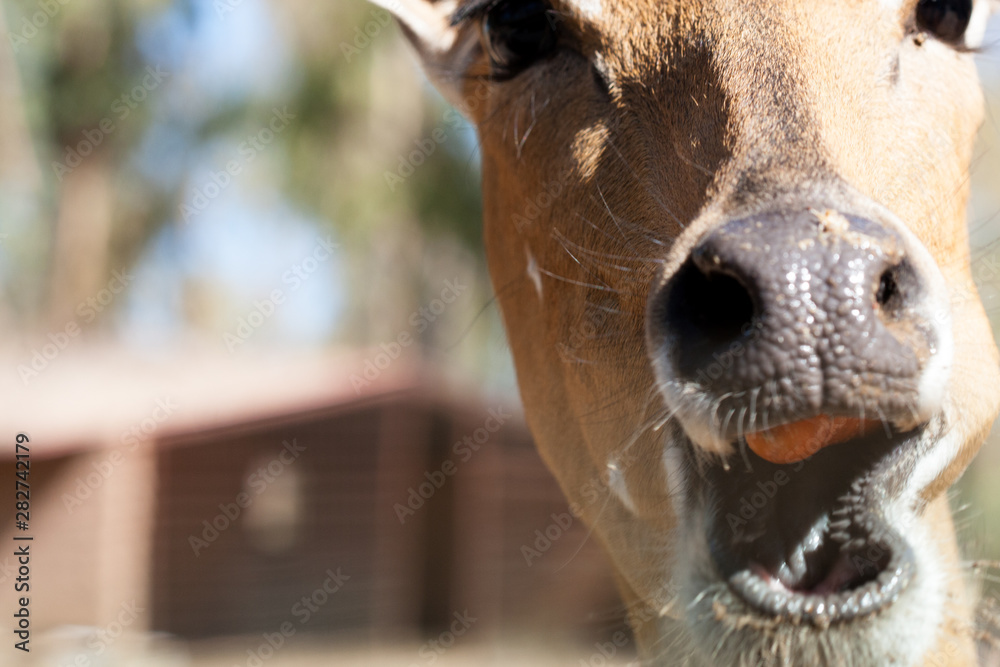 Springbok body photographed up close, on a green natural background ...
