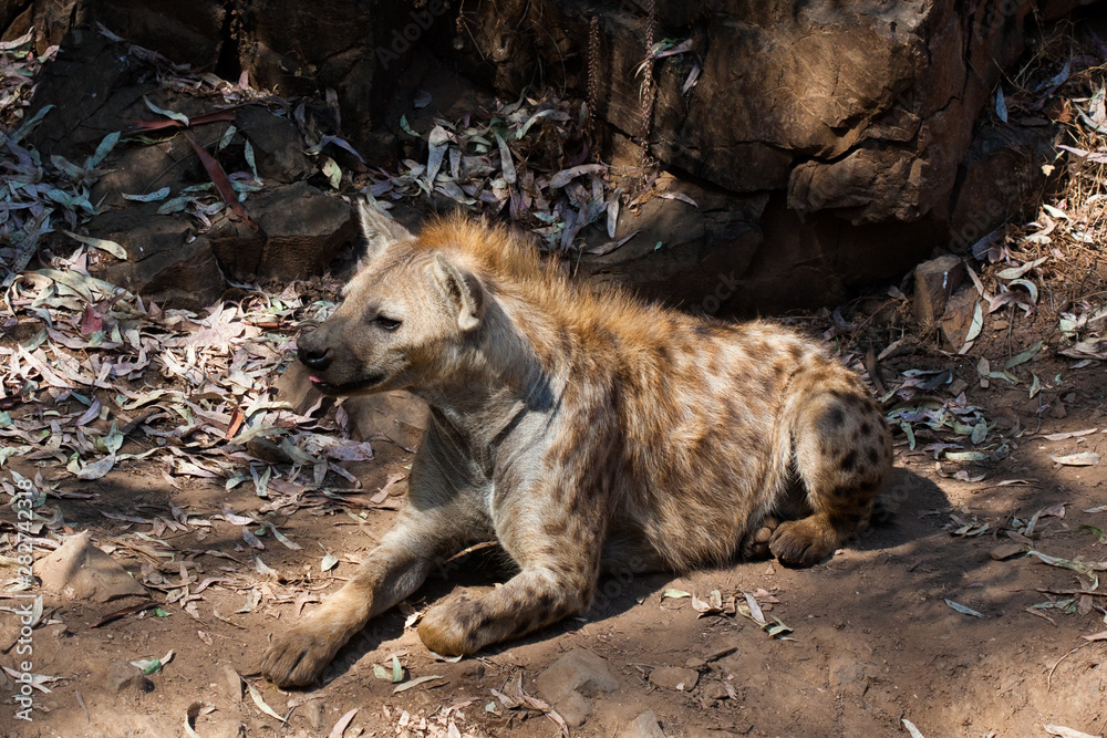 Hyena lying down, resting in the sand of the mountain, next to rocks ...