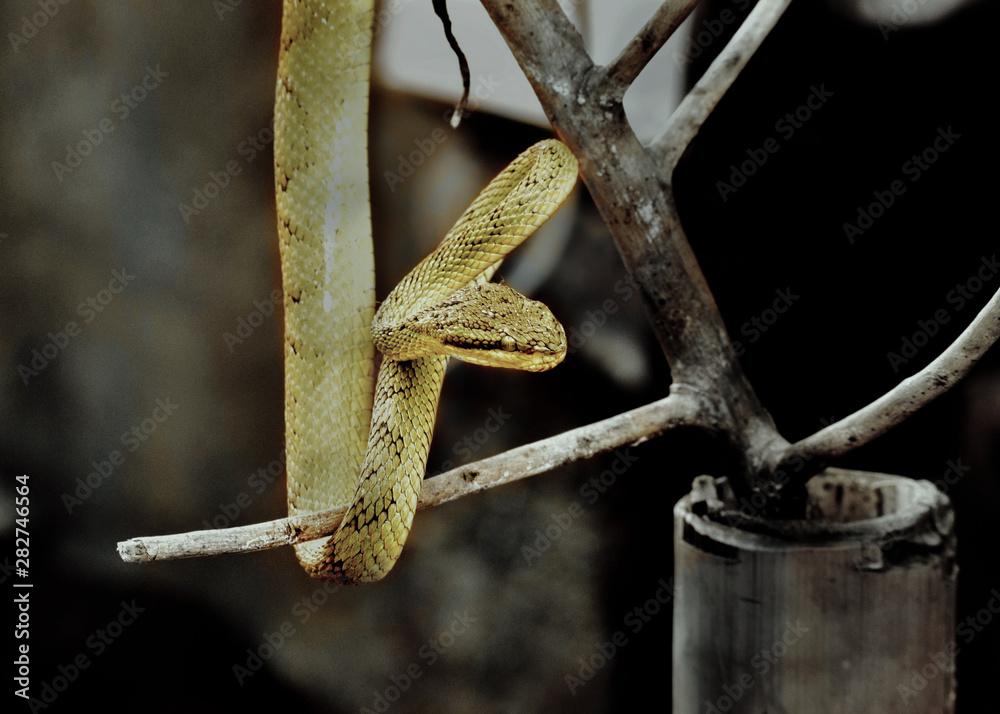 Bamboo pit viper snake Stock Photo | Adobe Stock