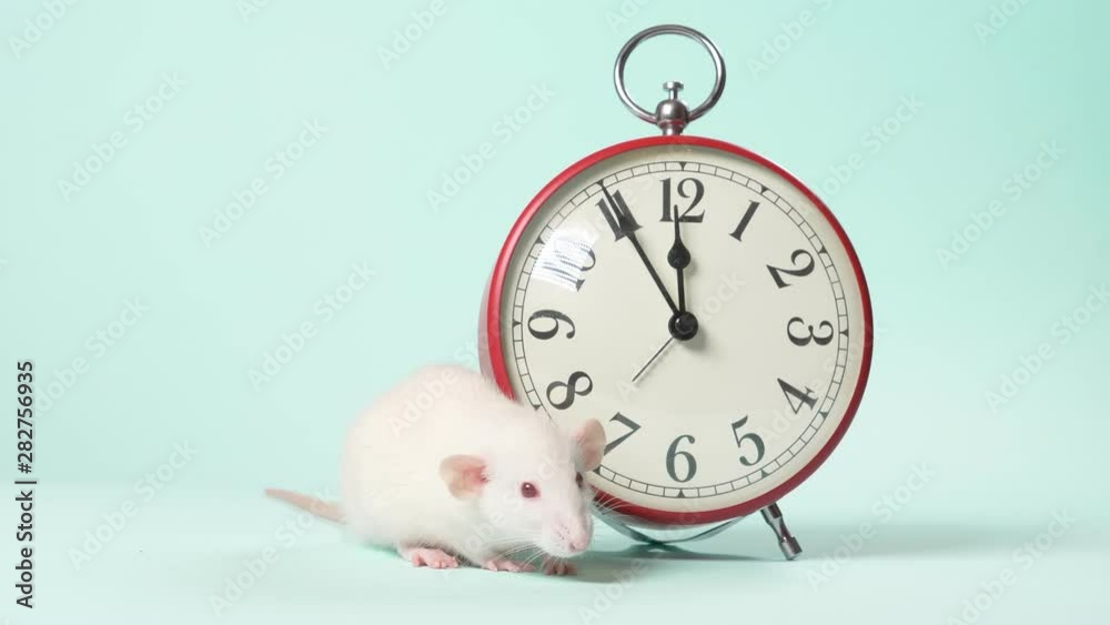 a cute white little rat next to an alarm clock that shows 11:55. five ...