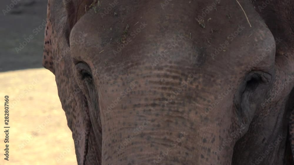 Vidéo Stock 4K. Ultra HD. Beautiful face of elephant close-up. Fangless ...