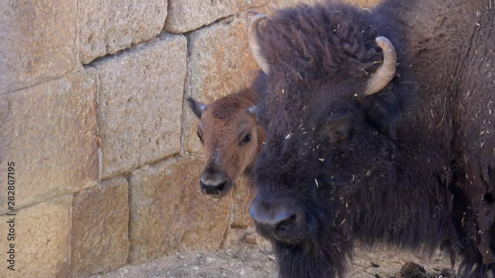 4K. Ultra HD. American bison still in the same place, standing. With a ...