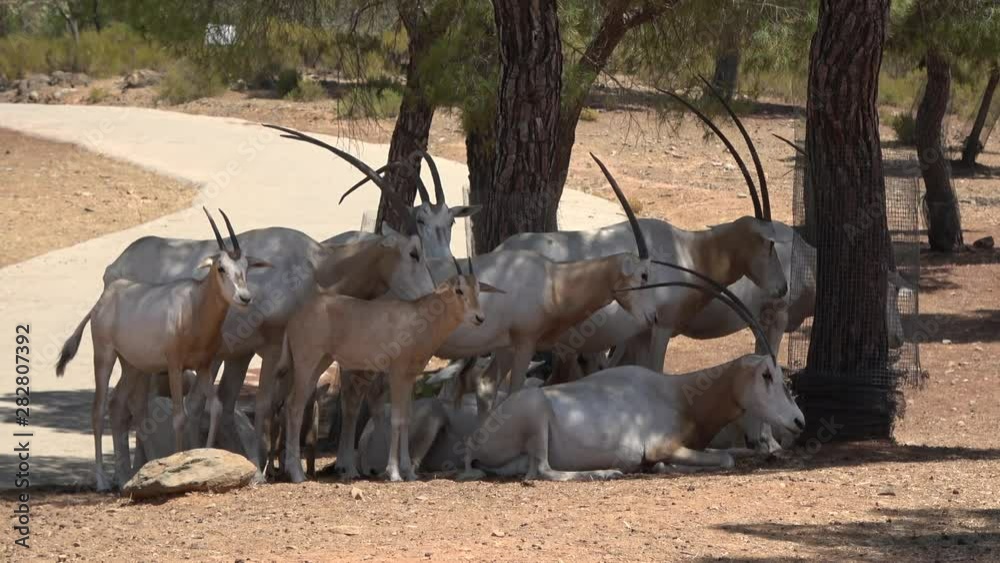 4K. Ultra HD. Arabian Oryx in pack and looking for food. On a natural ...