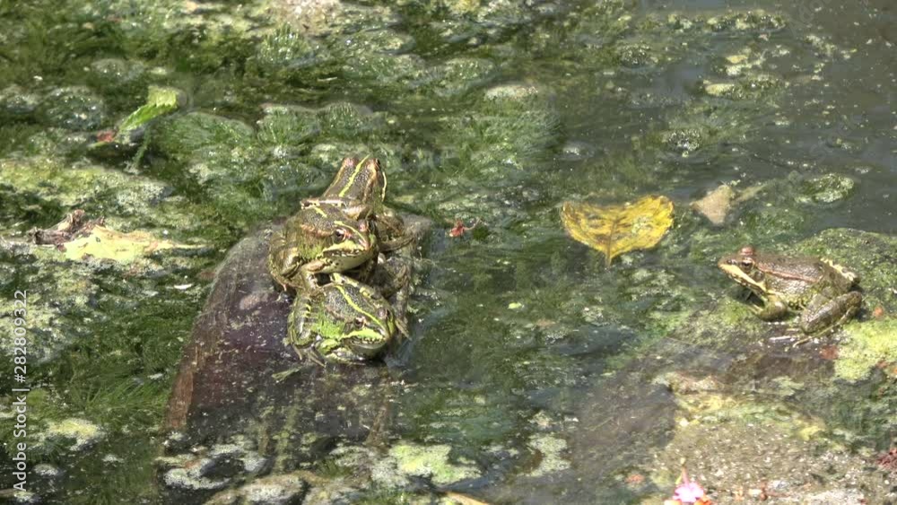 4K. Ultra HD. Frog in swamp of murky water, full of green algae with ...