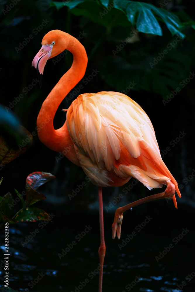 Foto de Magnificent Flamingo in pond. Flamingo is a type of wading bird ...