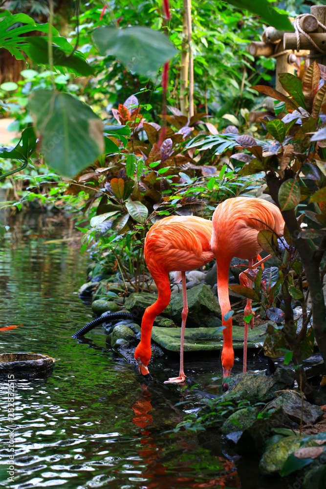Magnificent Flamingo in pond. Flamingo is a type of wading bird in the ...